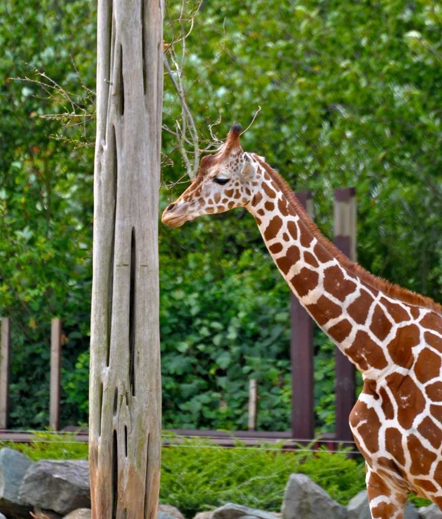 Giraffe Labeled Image Dataset | images.cv
