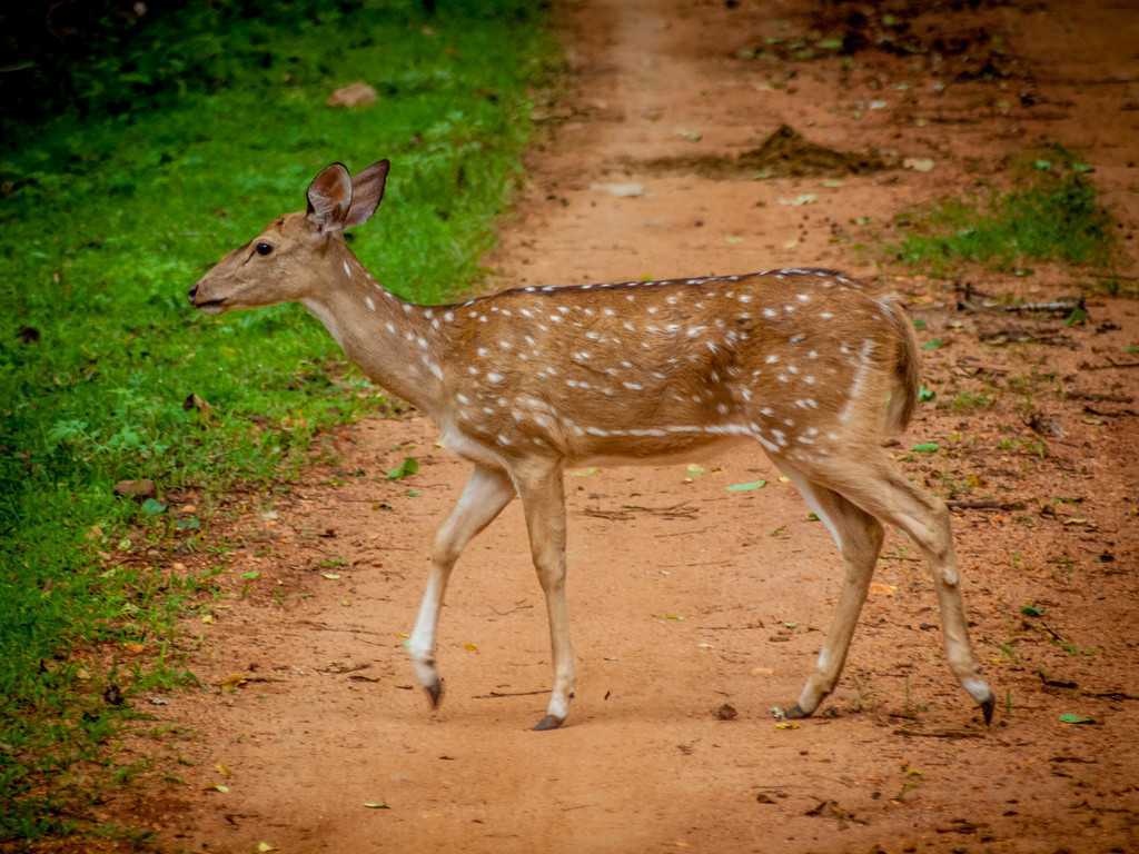 Deer Labeled Image Dataset | images.cv