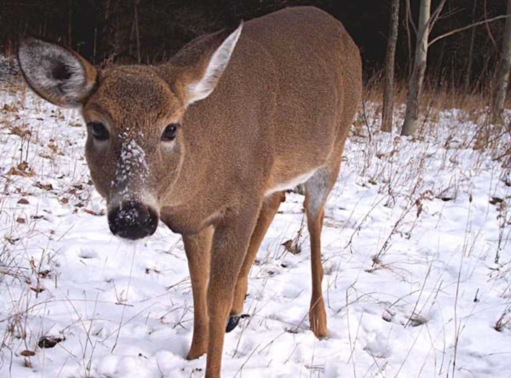 Deer Labeled Image Dataset | images.cv