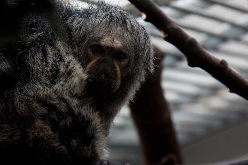 Monkey labeled image dataset | images.cv