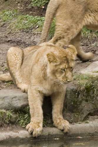 Download Lion labeled image classifcation dataset labeled image dataset