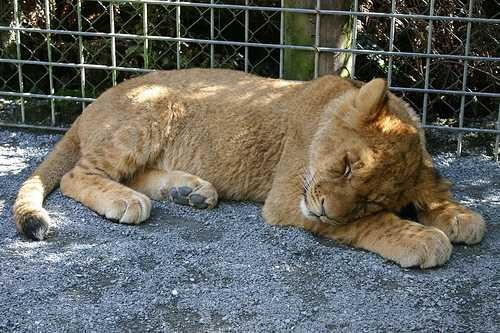 Lion labeled image dataset | images.cv