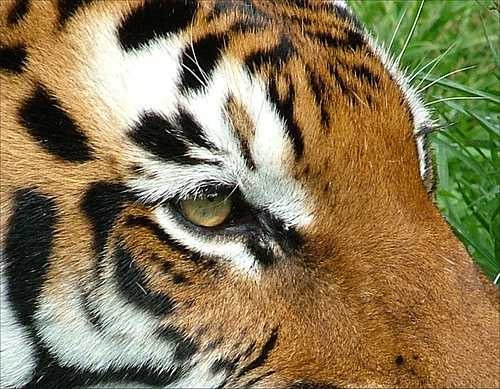 Tiger Labeled Image Dataset | images.cv