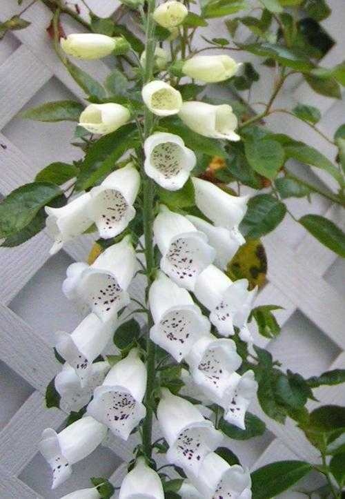 Foxglove labeled image dataset | images.cv