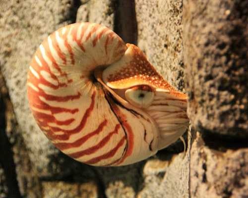 Chambered nautilus Labeled Image Dataset | images.cv