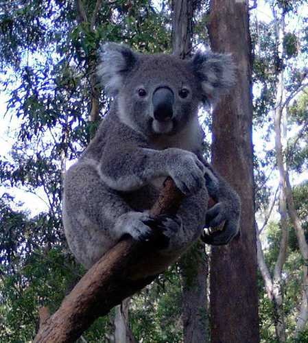 Koala Labeled Image Dataset | images.cv