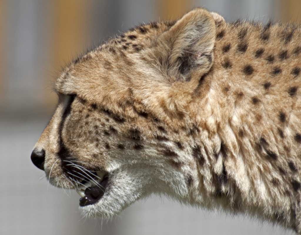 Cheetah Labeled Image Dataset | images.cv