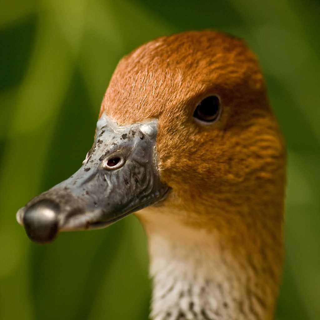 Download Duck labeled image classifcation dataset labeled image dataset