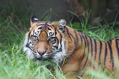 Tiger Labeled Image Dataset | images.cv