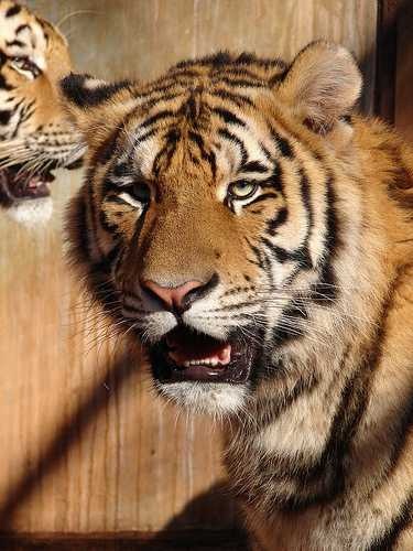 Tiger Labeled Image Dataset | images.cv