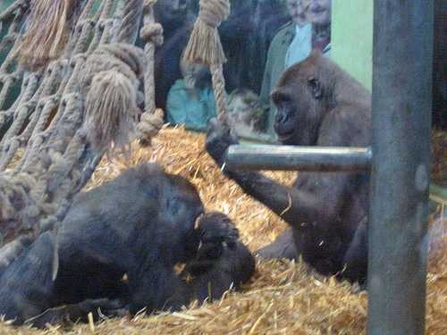 Gorilla Labeled Image Dataset | images.cv