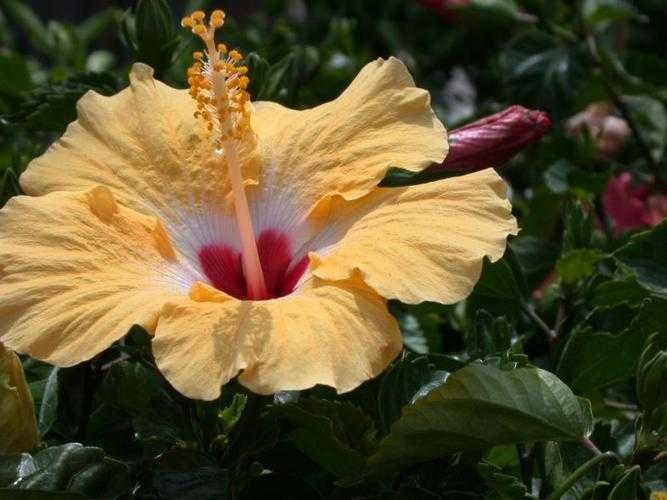 images.cv | Download Hibiscus image classifcation dataset for your computer vision project