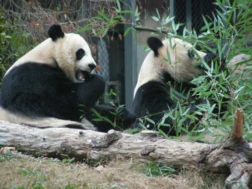 Giant panda Labeled Image Dataset | images.cv