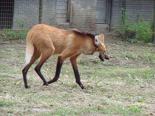 Red wolf Labeled Image Dataset | images.cv