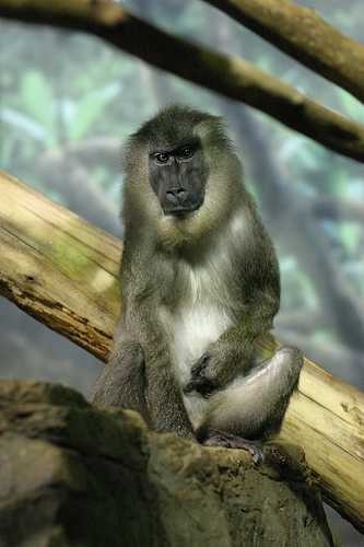 Baboon Labeled Image Dataset | images.cv