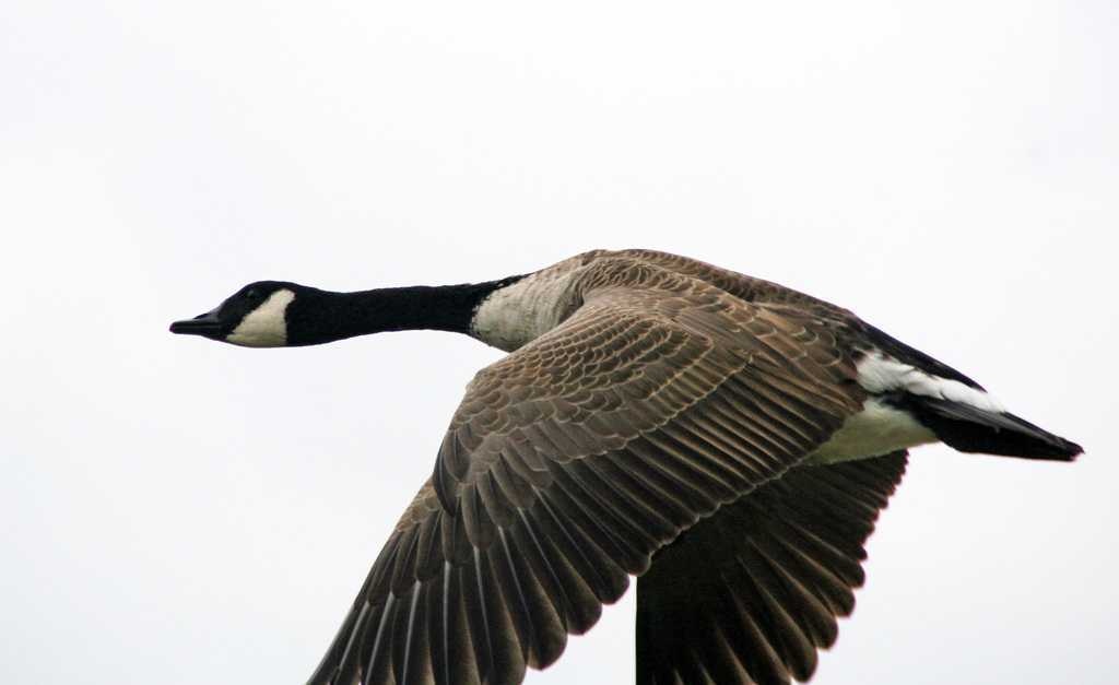 Goose Labeled Image Dataset | images.cv