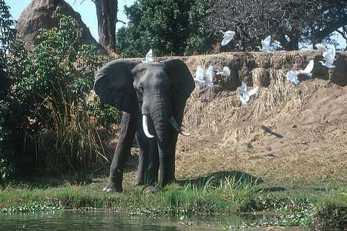 African elephant labeled image dataset | images.cv