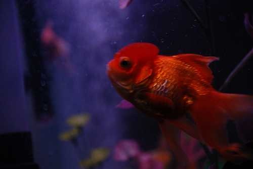 Goldfish Labeled Image Dataset | images.cv