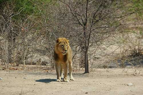 Lion labeled image dataset | images.cv