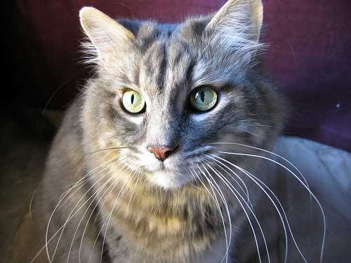 Cat Labeled Image Dataset | images.cv