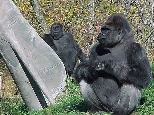 Gorilla Labeled Image Dataset | images.cv