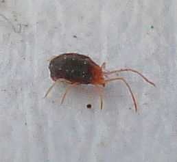 Tick Labeled Image Dataset | images.cv