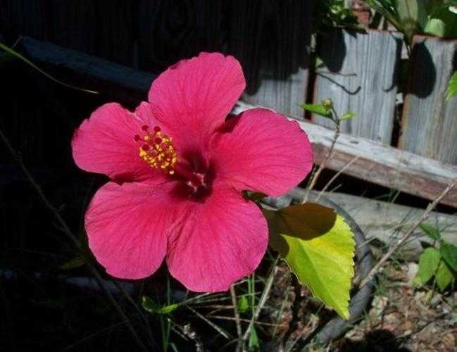 Download Hibiscus labeled image classifcation dataset labeled image dataset
