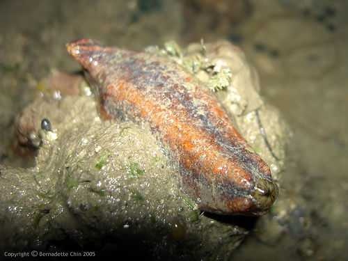 Sea cucumber Labeled Image Dataset | images.cv