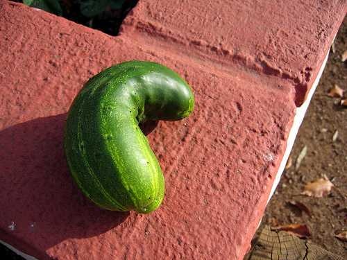 Cucumber Labeled Image Dataset Images Cv