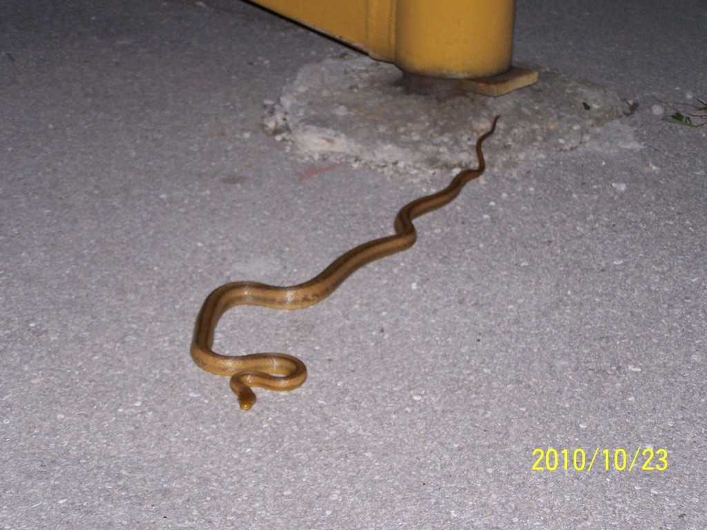 Snake Labeled Image Dataset | images.cv