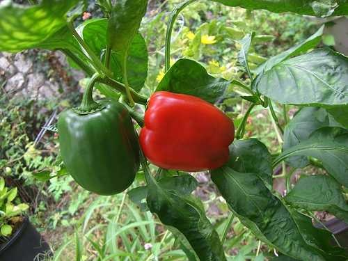 Bell pepper Labeled Image Dataset | images.cv