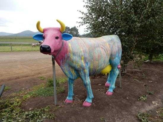 Cow Labeled Image Dataset | images.cv