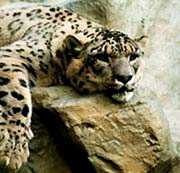 Leopard labeled image dataset | images.cv