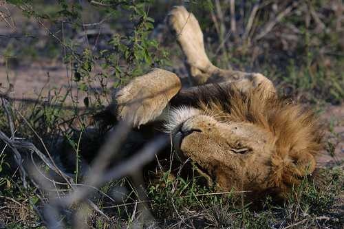 Lion Labeled Image Dataset | images.cv