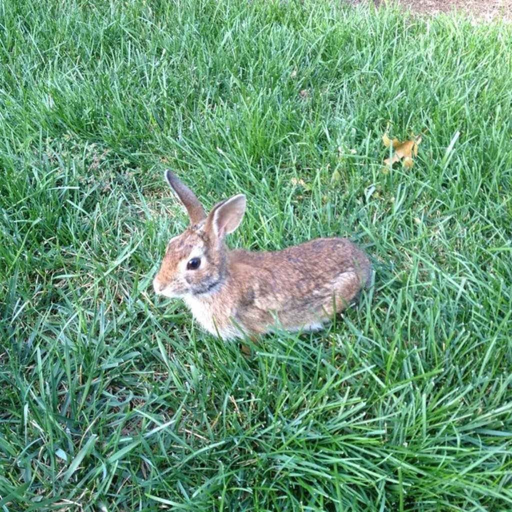 Rabbit Labeled Image Dataset | images.cv