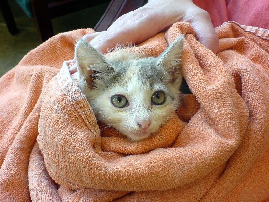 Cat Labeled Image Dataset | images.cv