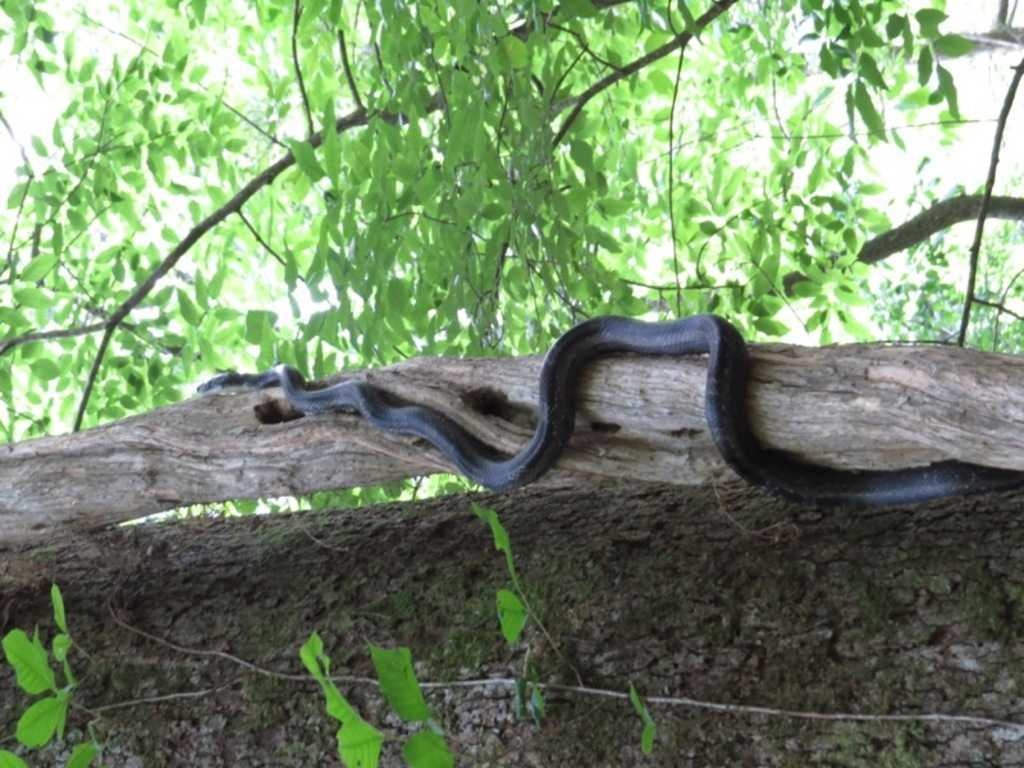 Snake Labeled Image Dataset | images.cv