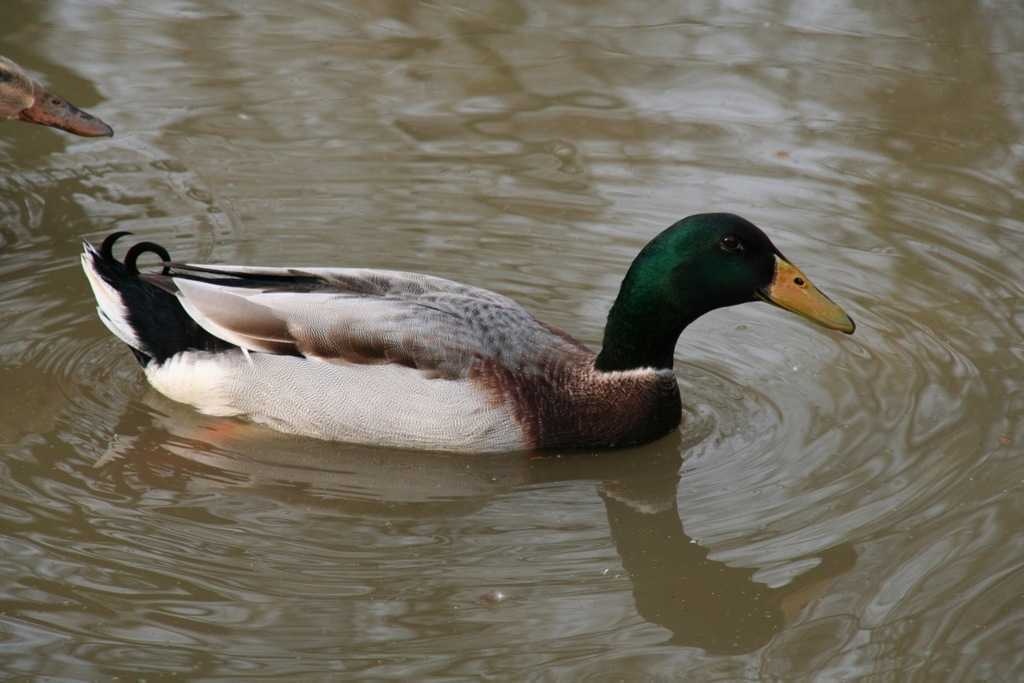 Download Duck labeled image classifcation dataset labeled image dataset