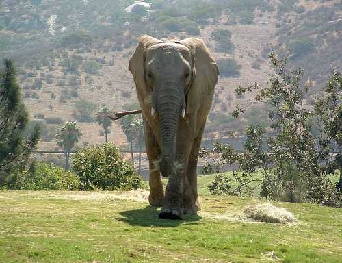 African elephant labeled image dataset | images.cv