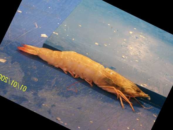 Shrimp Labeled Image Dataset | images.cv