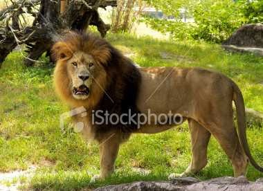 Lion labeled image dataset | images.cv