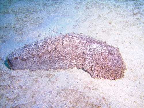 Sea cucumber Labeled Image Dataset | images.cv