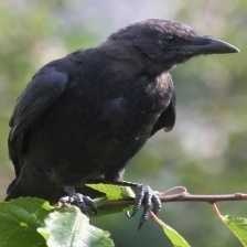 Crow Labeled Image Dataset | images.cv