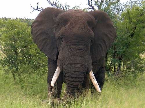 African elephant labeled image dataset | images.cv