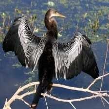 Bird Labeled Image Dataset | images.cv