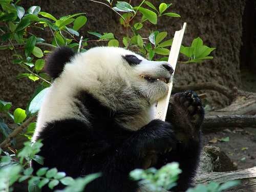 Giant panda labeled image dataset | images.cv