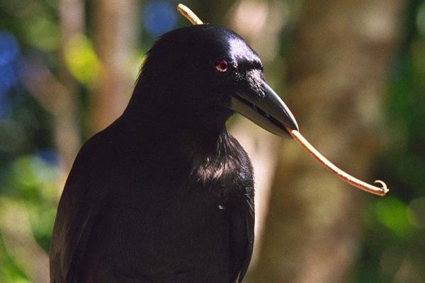 Beak Evolution Key To New Caledonian Crow's Tool Use | Gephardt Daily