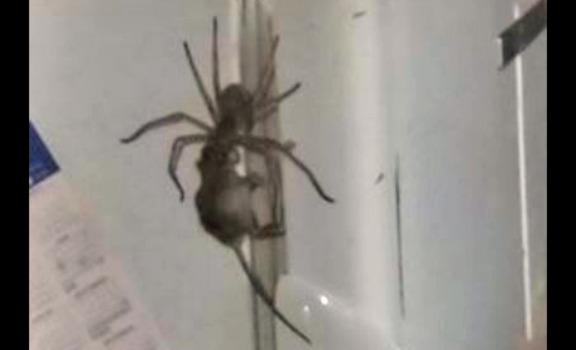 Giant spider carries full-grown mouse up Australian man's fridge ...