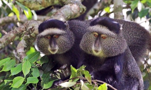 Unique Wildlife Encounters in Uganda Safari