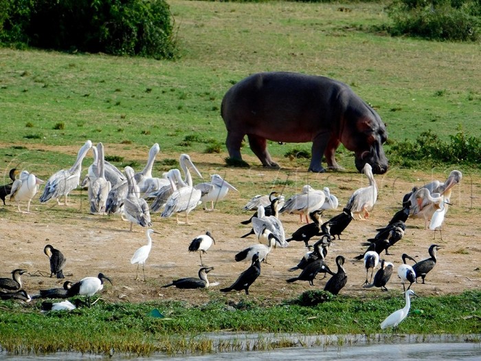 Migratory Birds and Seasonal Patterns in Uganda
